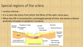 Limbus and Sclera.pptx | Eye and Vision Conditions | Diseases and ...