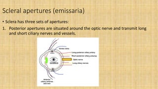 Limbus and Sclera.pptx | Eye and Vision Conditions | Diseases and ...