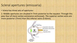 Limbus and Sclera.pptx | Eye and Vision Conditions | Diseases and ...