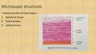 Limbus and Sclera.pptx | Eye and Vision Conditions | Diseases and ...