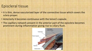 Limbus and Sclera.pptx | Eye and Vision Conditions | Diseases and ...