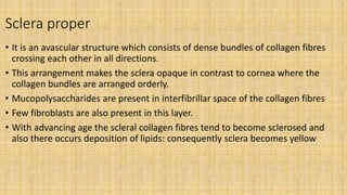 Limbus and Sclera.pptx | Eye and Vision Conditions | Diseases and ...