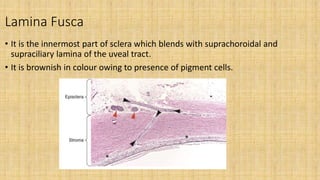 Limbus and Sclera.pptx | Eye and Vision Conditions | Diseases and ...