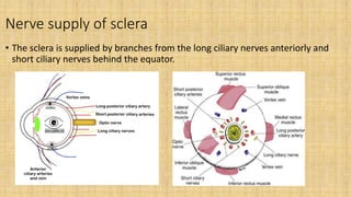 Limbus and Sclera.pptx | Eye and Vision Conditions | Diseases and ...