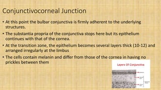 Limbus and Sclera.pptx | Eye and Vision Conditions | Diseases and ...