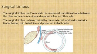 Limbus and Sclera.pptx | Eye and Vision Conditions | Diseases and ...