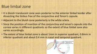 Limbus and Sclera.pptx | Eye and Vision Conditions | Diseases and ...