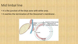 Limbus and Sclera.pptx | Eye and Vision Conditions | Diseases and ...
