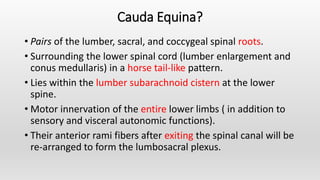Limb Weakness II Osama S. M. Amin | PPT