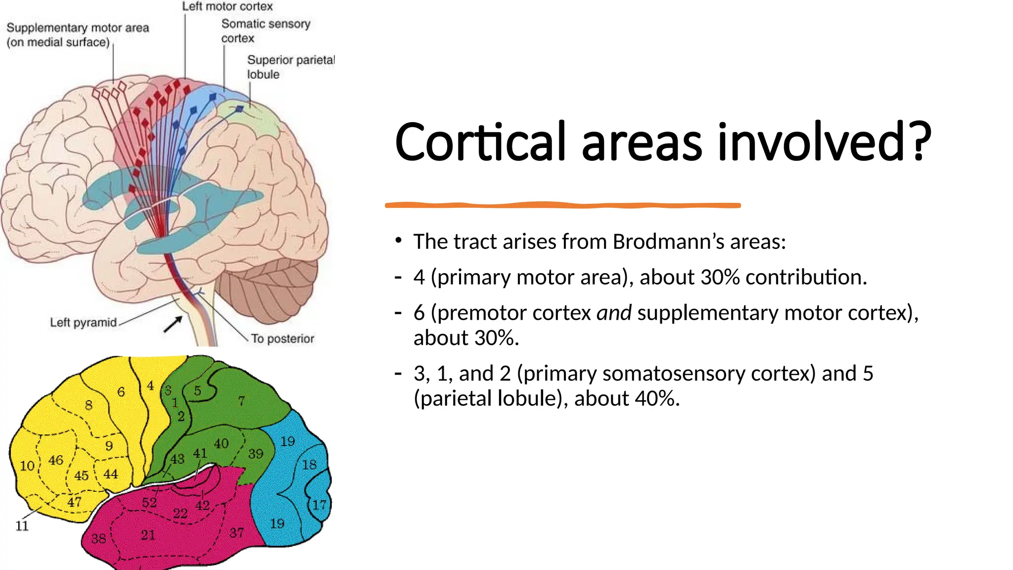 Limb Weakness (Part 1), with some clinical examples and imaging | PPTX