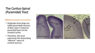 Limb Weakness (Part 1), with some clinical examples and imaging | PPTX ...