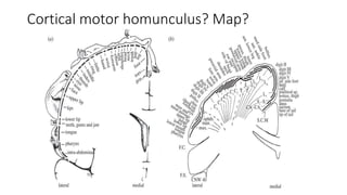 Limb Weakness Part I | PPTX