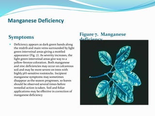Lime Physiological Disorders A Lecture By Allah Dad Khan To FFS Trainee ...