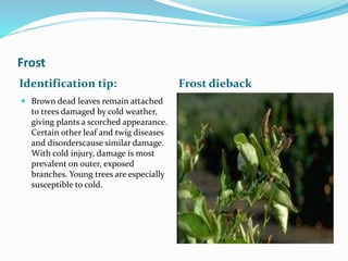 Lime Physiological Disorders A Lecture By Allah Dad Khan To FFS Trainee ...