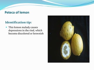 Lime Physiological Disorders A Lecture By Allah Dad Khan To FFS Trainee ...