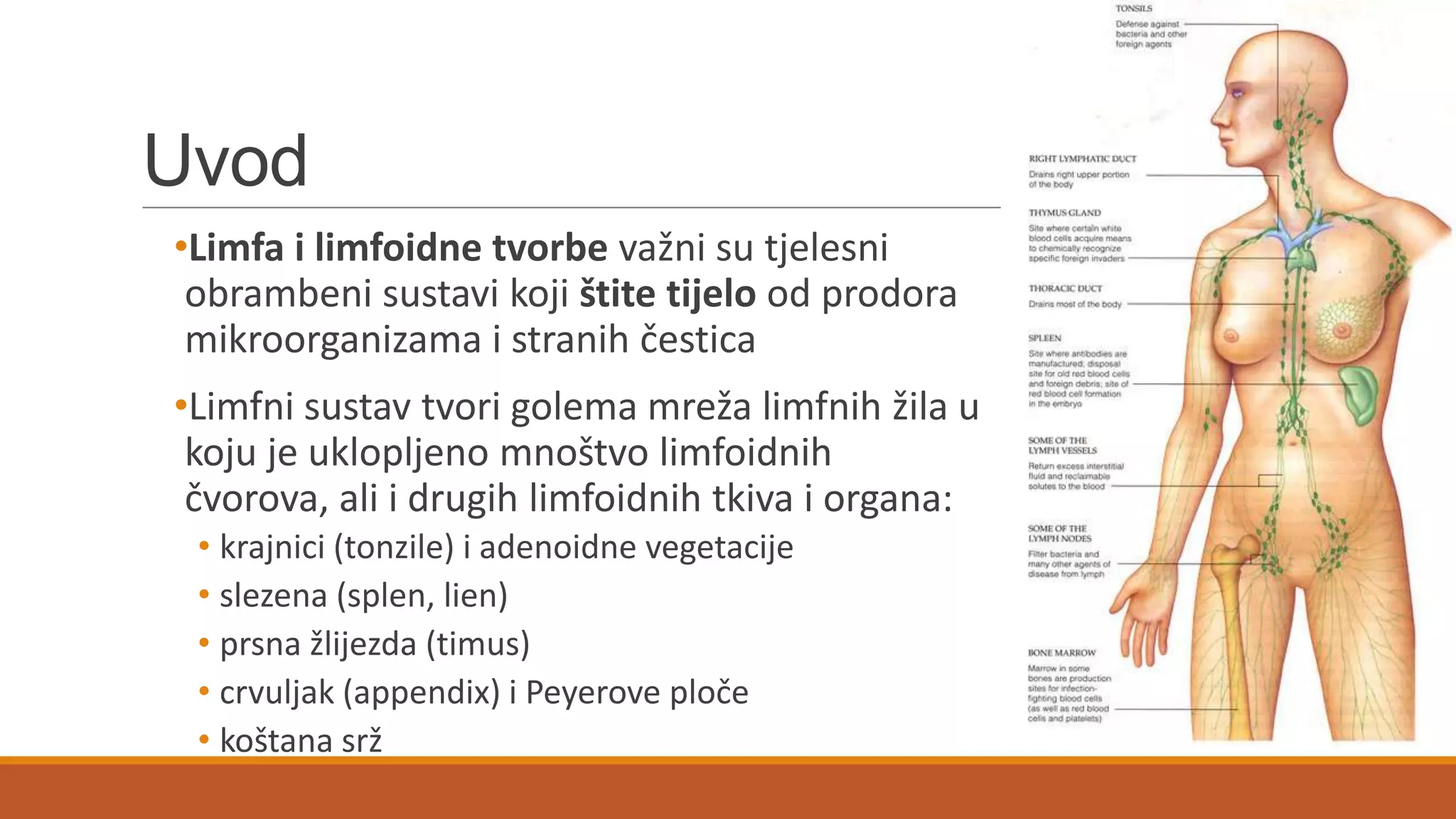 Limfni sustav | PPSX