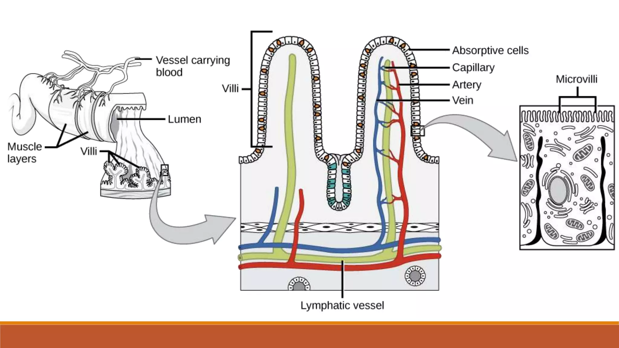 Limfni sustav | PPSX