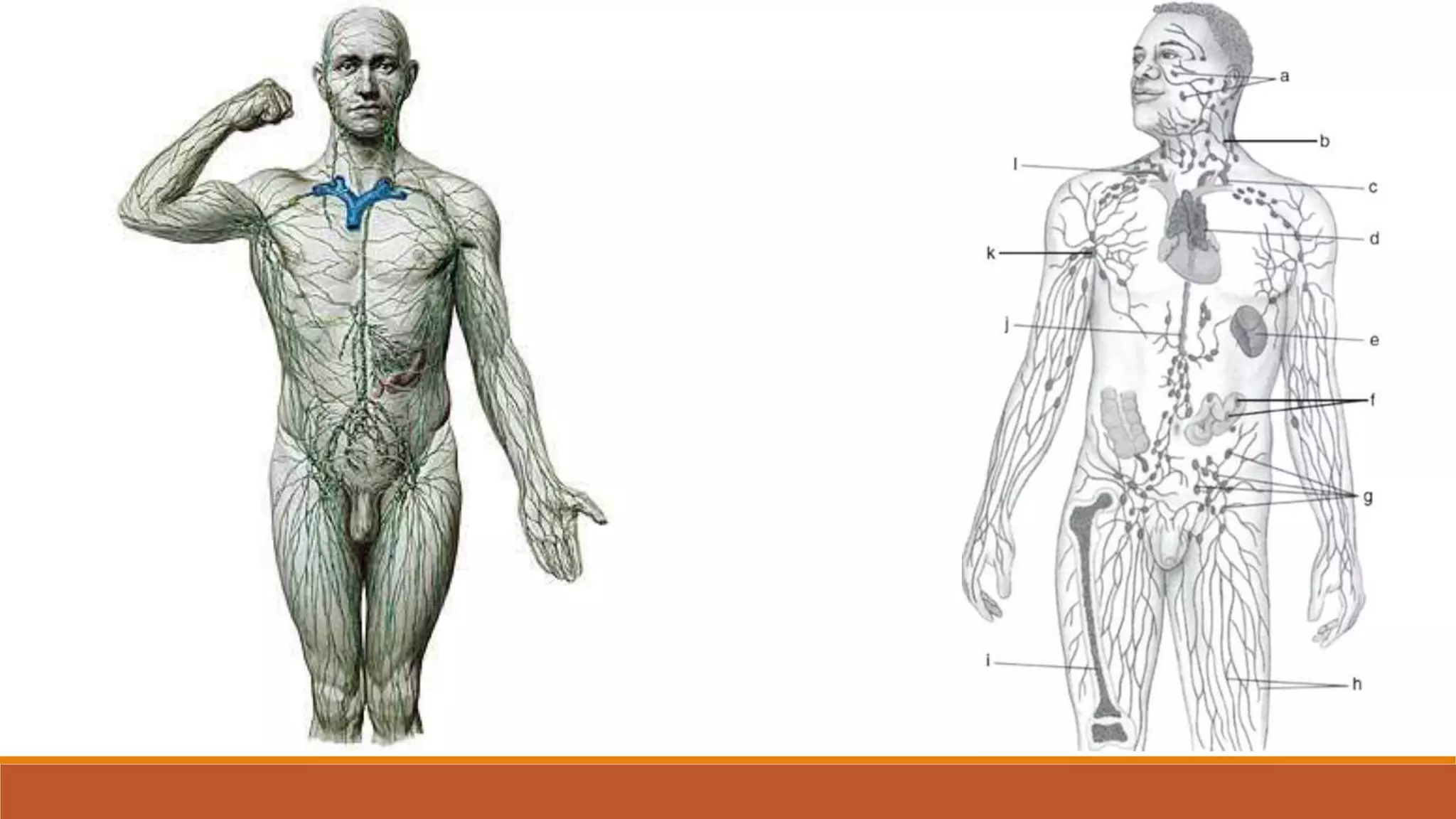 Limfni sustav | PPSX
