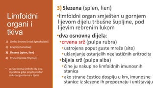 Limfni sustav | PPSX