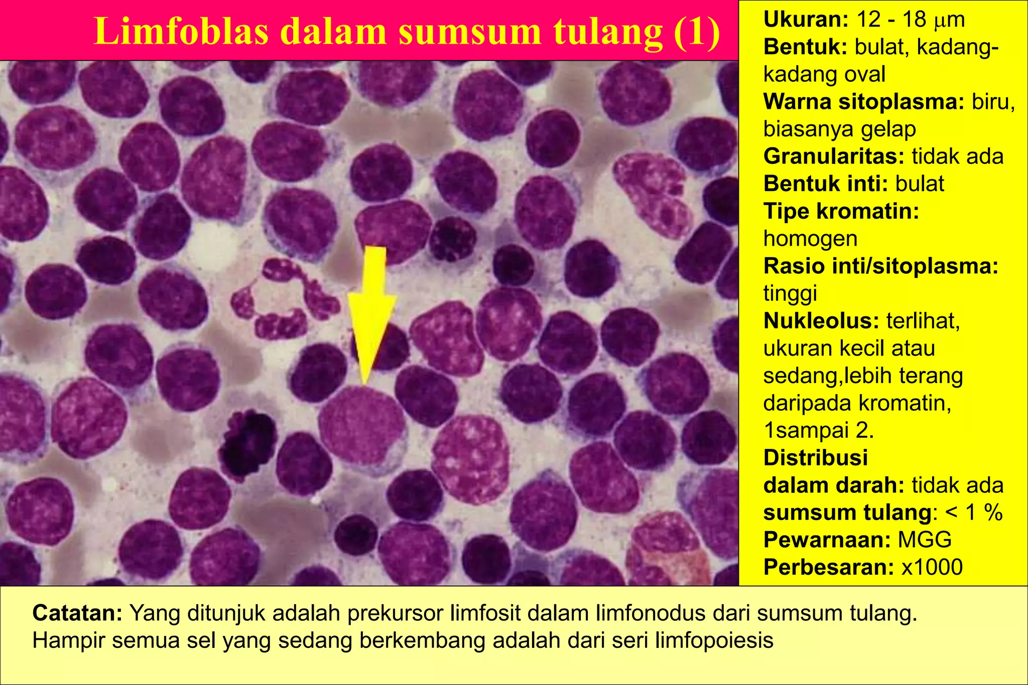 Limfopoiesis.ppt