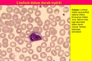 Limfopoiesis.ppt