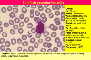 Limfopoiesis.ppt