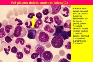 Limfopoiesis.ppt