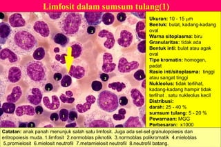 Limfopoiesis.ppt