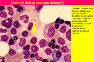 Limfopoiesis.ppt