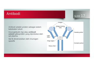 Limfosit T adalah sel darah putih yang berperan penting dalam sistem ...