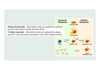 Limfosit T adalah sel darah putih yang berperan penting dalam sistem ...