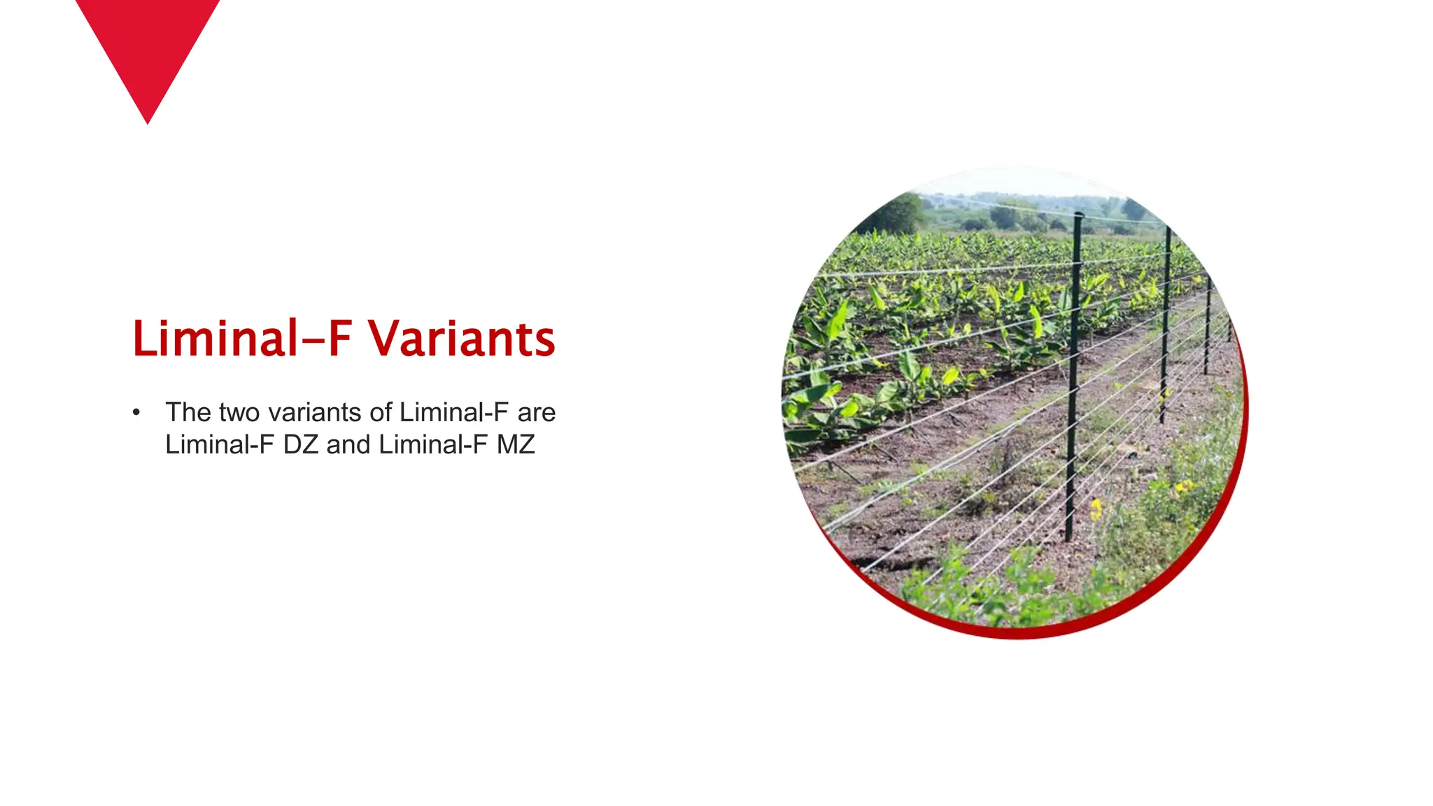 Liminal-F | Fibre Optic Based Perimeter Intrusion Detection System (FO ...