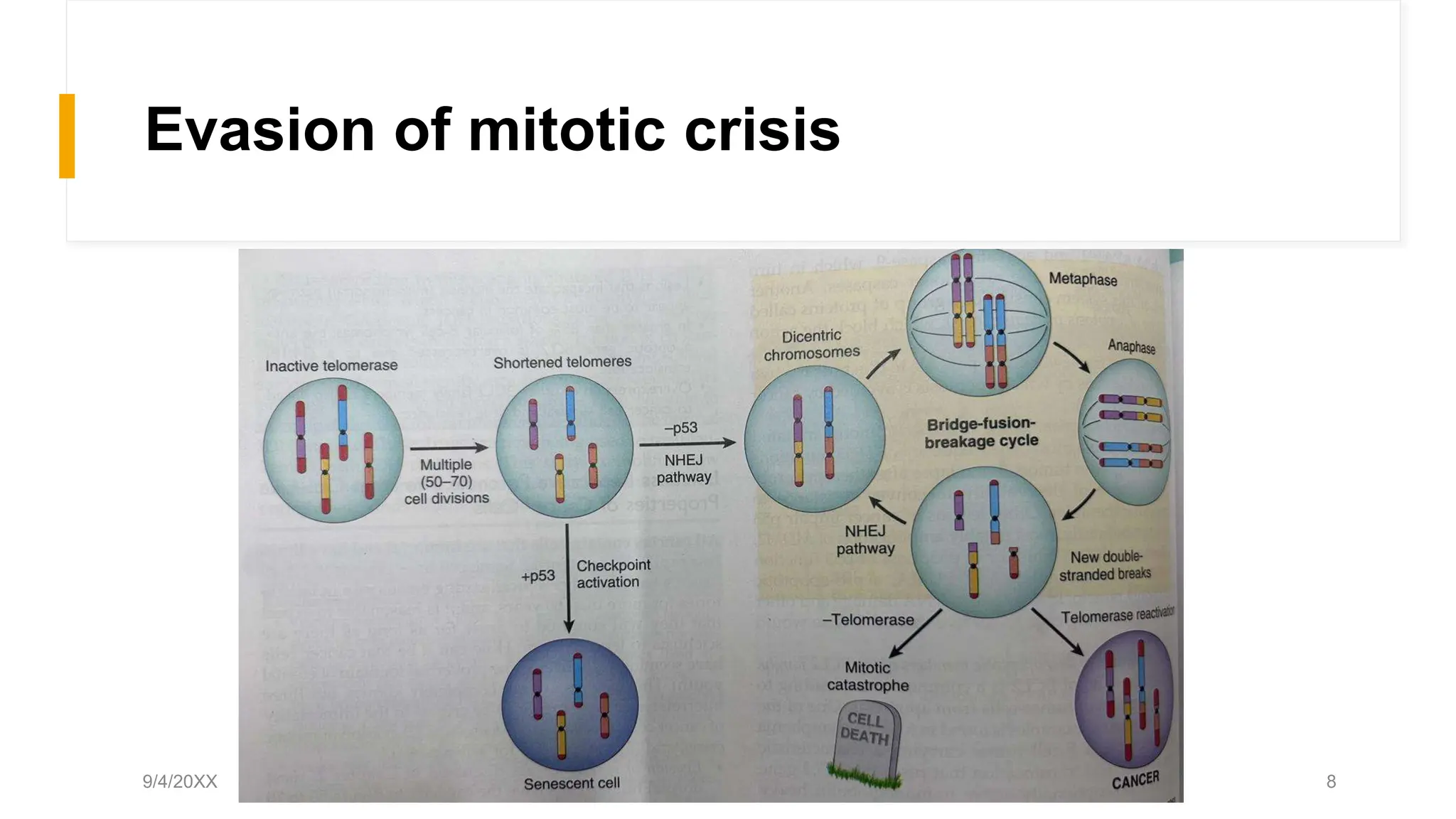 Limitless replicative potential powerpoint | PPTX