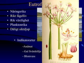 Limnologi sötvattnets ekologi | PPT