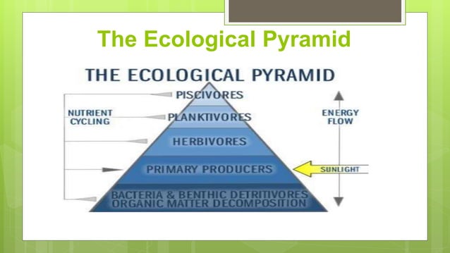 Limnology powerpoint presentation | PPTX | Geography | Science