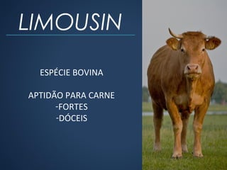 Limousin - Raça Bovina | PPT