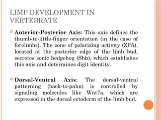 Limp development in vertebrate - Dr.M.Jothimuniyandi | PPTX ...