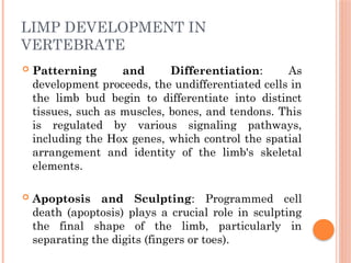 Limp development in vertebrate - Dr.M.Jothimuniyandi | PPTX ...