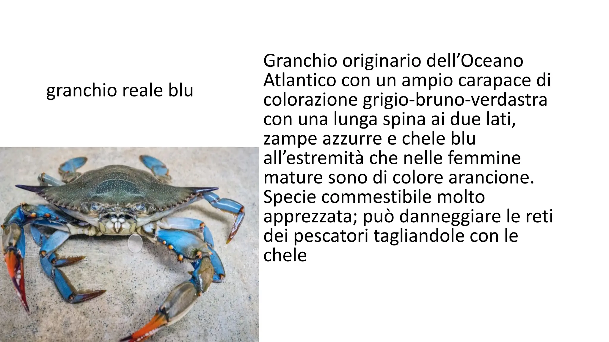 L’IMPRONTA IDRICA.pptx.pdf