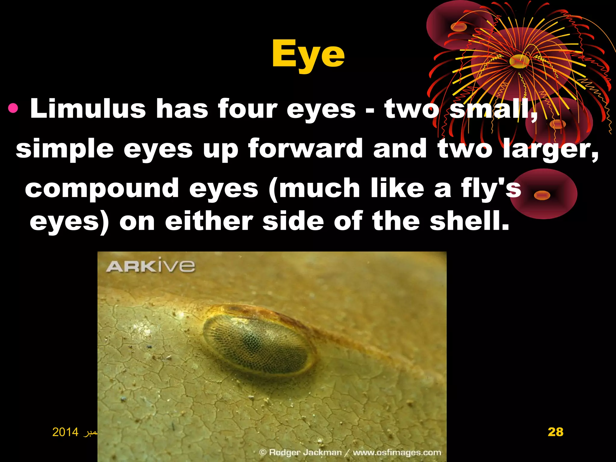 Limulus | PPT