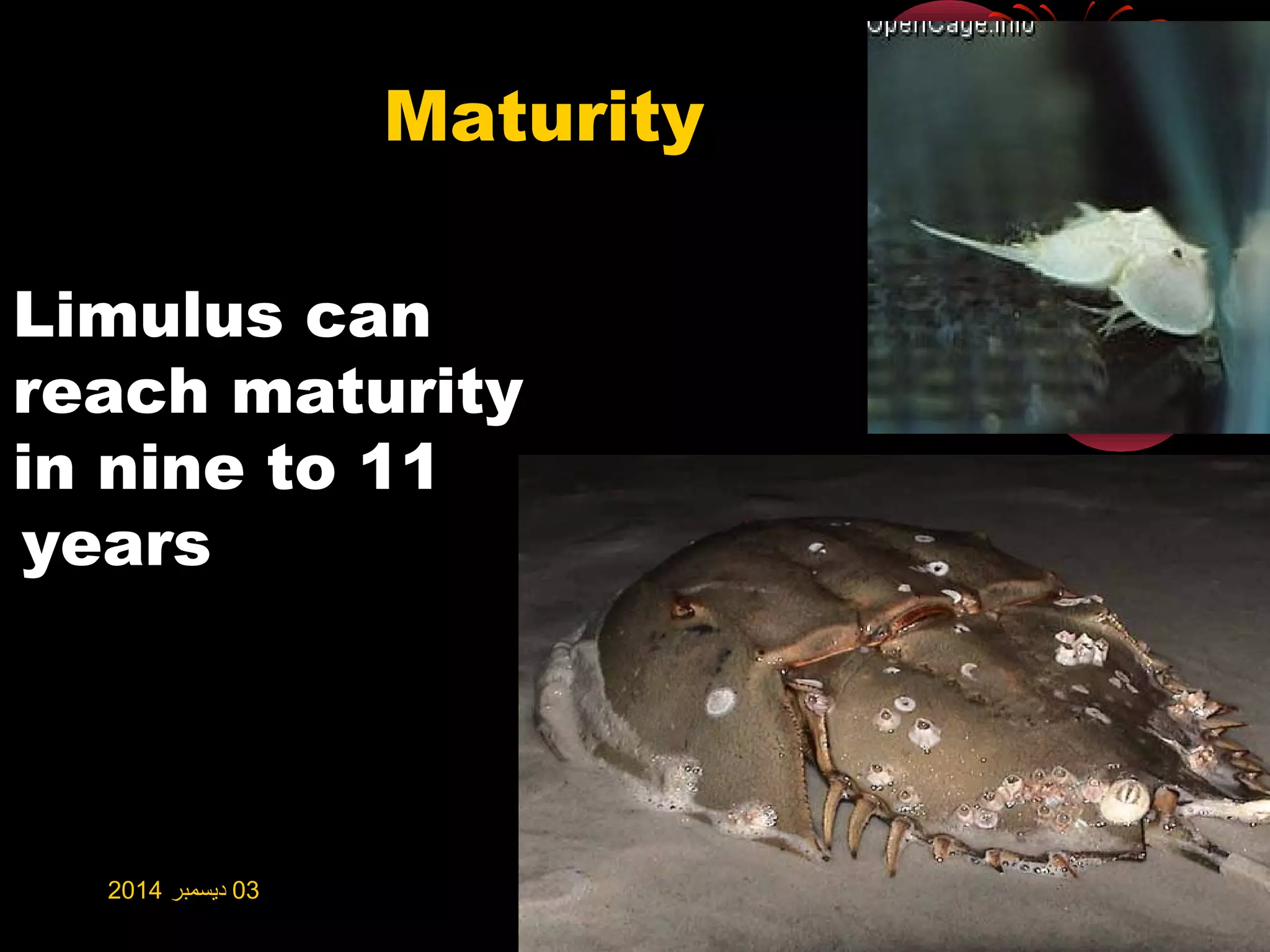 Limulus | PPT