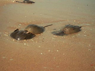 Limulus | PPT