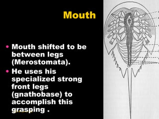 Limulus | PPT