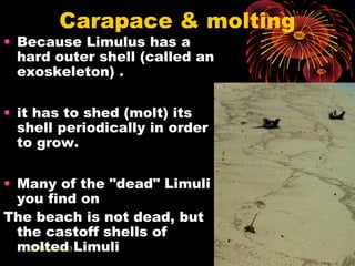 Limulus | PPT