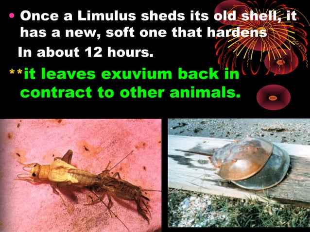 Limulus | PPT
