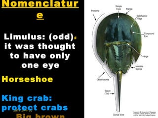 Limulus | PPT