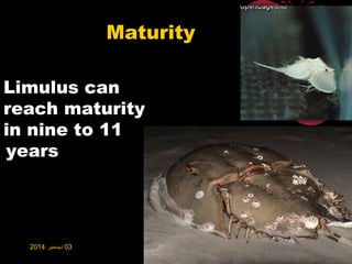 Limulus | PPT