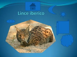 Lince iberico | PPSX