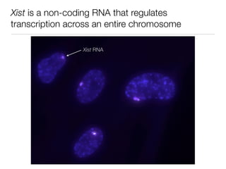 linc-HOXA1 is a non-coding RNA that represses Hoxa1 in cis | PPT