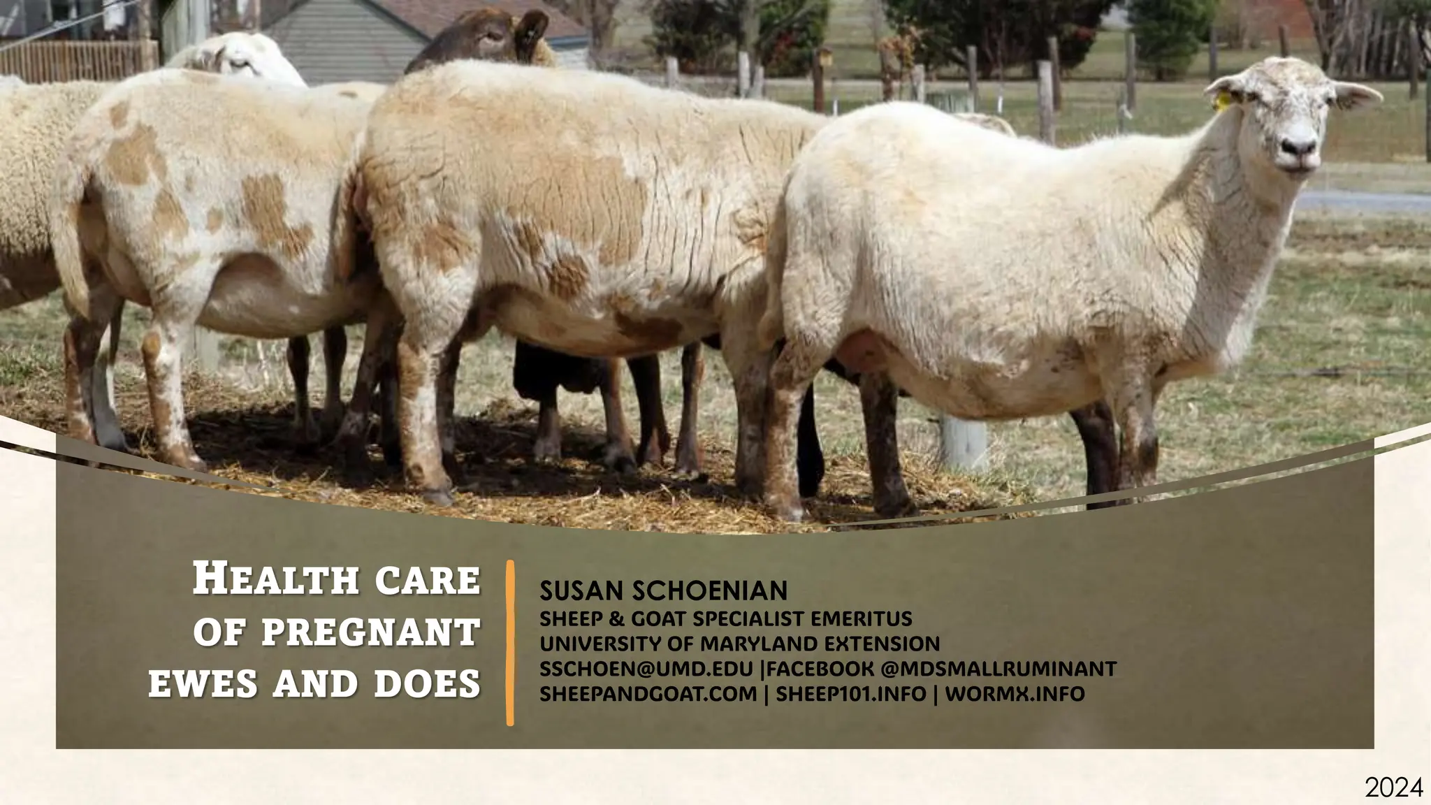 Health Care of Pregnant ewes | PPTX